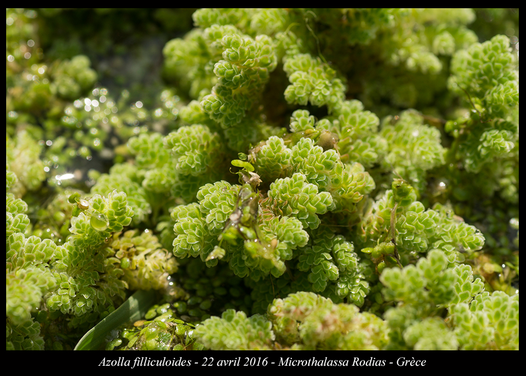 Azolla filiculoides